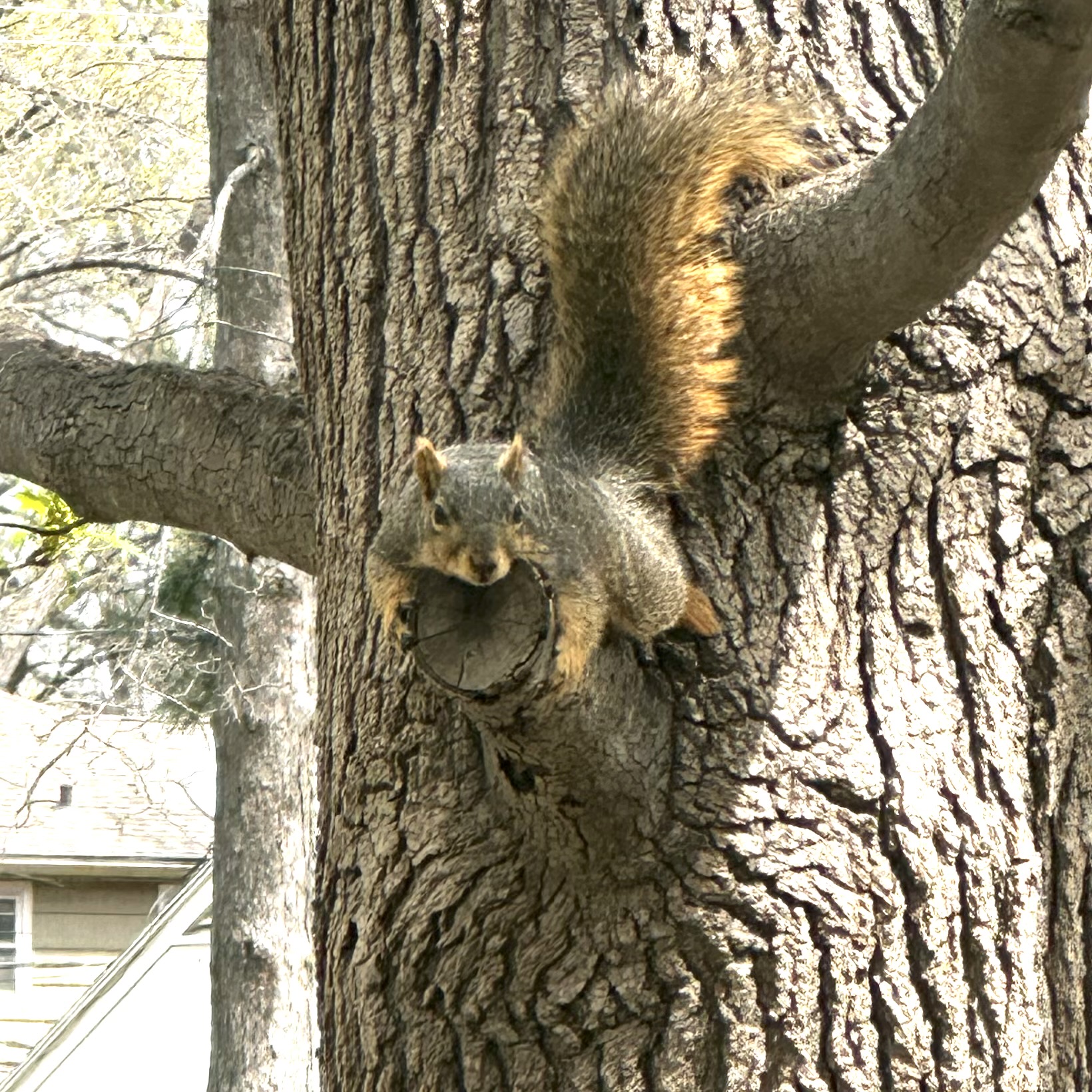 Squirrel Adventures: A Window Into Nature's Comedy